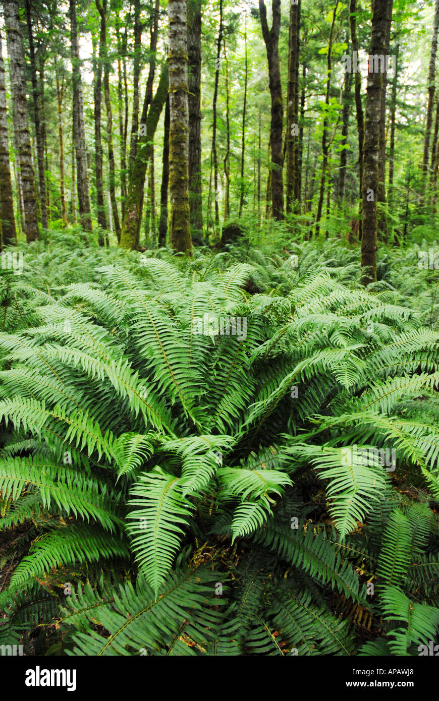Damp forest ferns ferns hi-res stock photography and images - Alamy