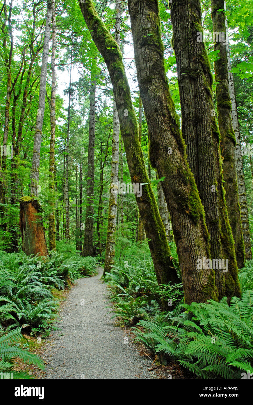 Path through Pacific Rain Forest Stock Photo - Alamy