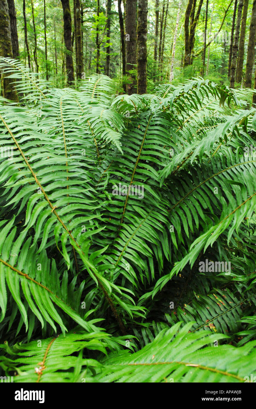 Ferns in Pacific Rain Forest Stock Photo - Alamy