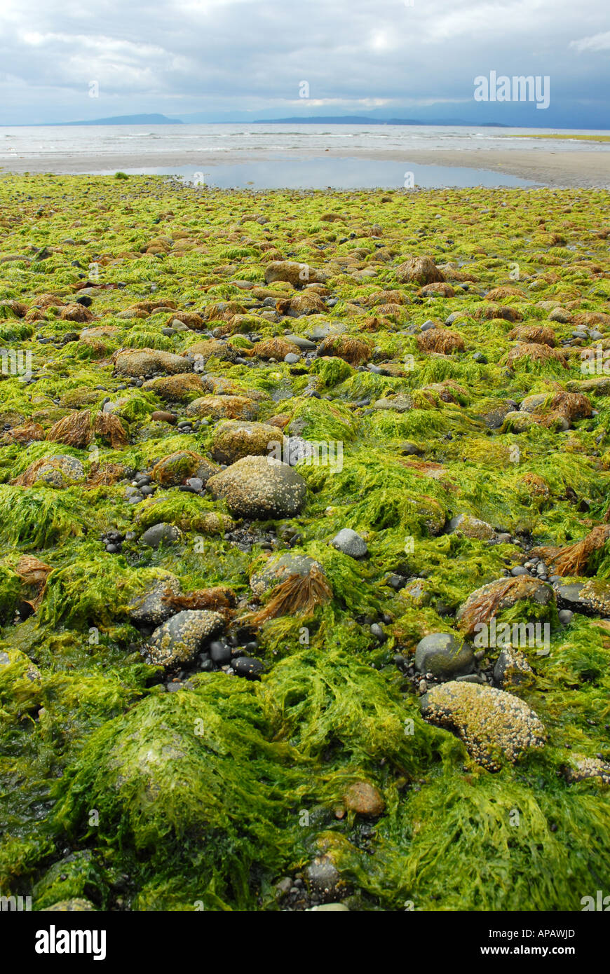 Seaweed covered beach on Vancouver Island Stock Photo - Alamy
