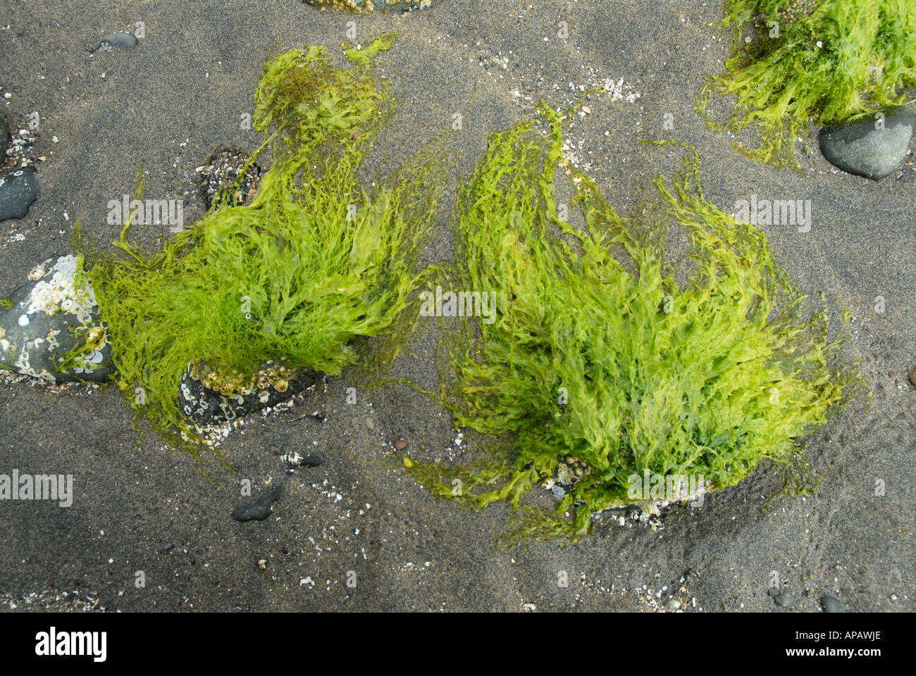 Seaweed on beach on Vancouver Island Stock Photo - Alamy