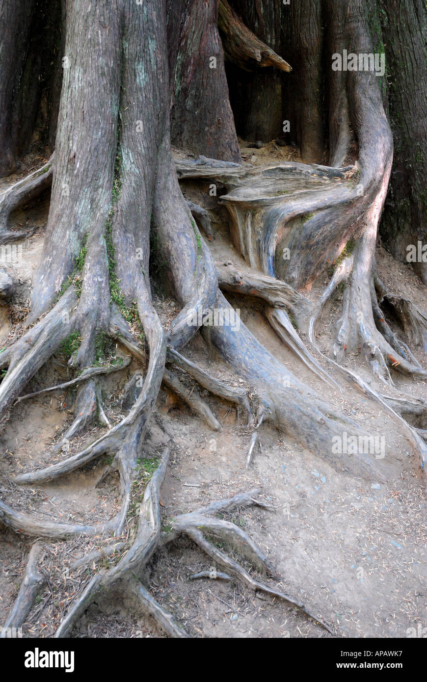 Patterns in the bare roots of a tree Stock Photo - Alamy