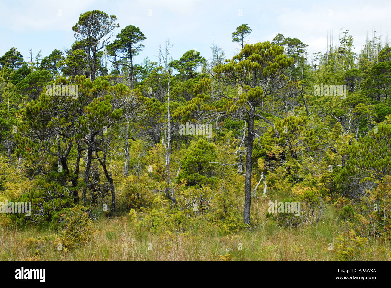 Shore pine pinus contorta contorta hi-res stock photography and images ...