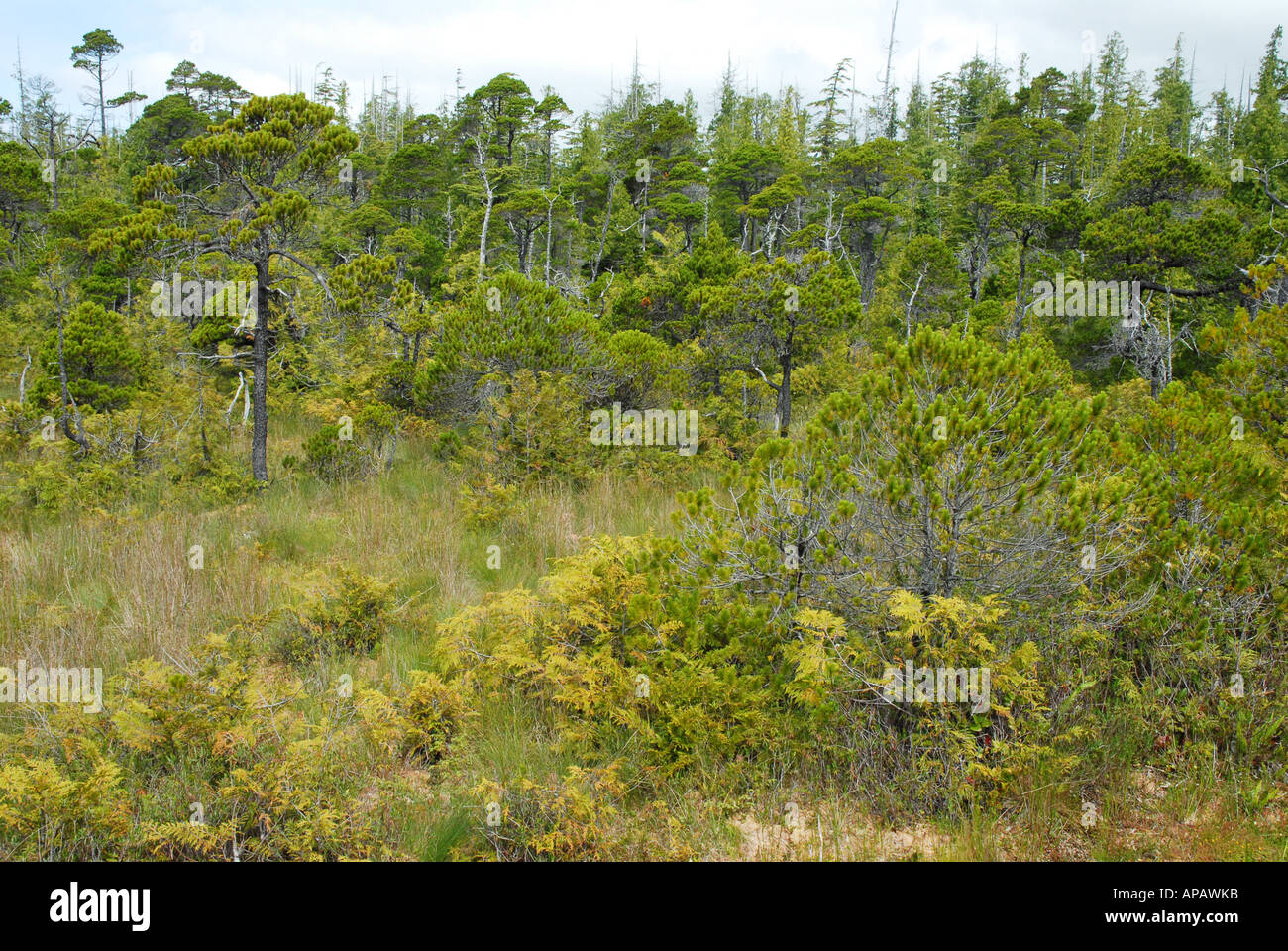 Shore pine pinus contorta contorta hi-res stock photography and images ...