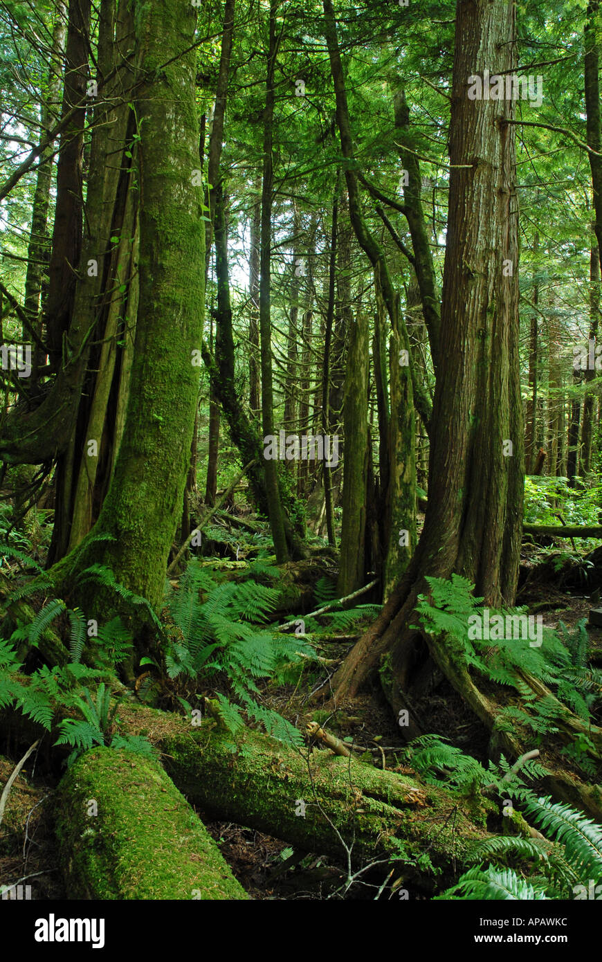 Pacific coast Rain Forest on Vancouver Island Stock Photo - Alamy