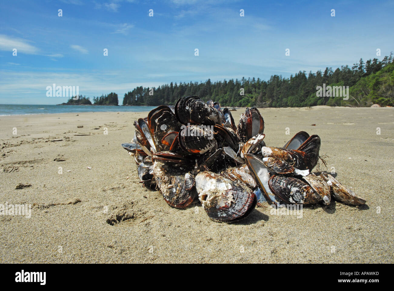 A cluster of Mussels on Vancouver Island beach Stock Photo - Alamy