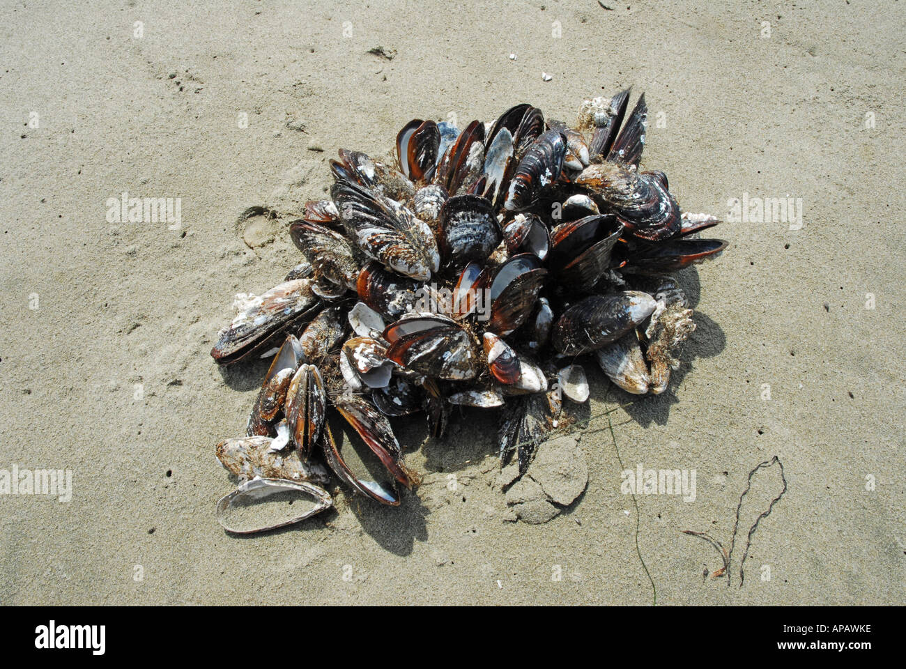 A cluster of Mussels on Vancouver Island beach Stock Photo - Alamy
