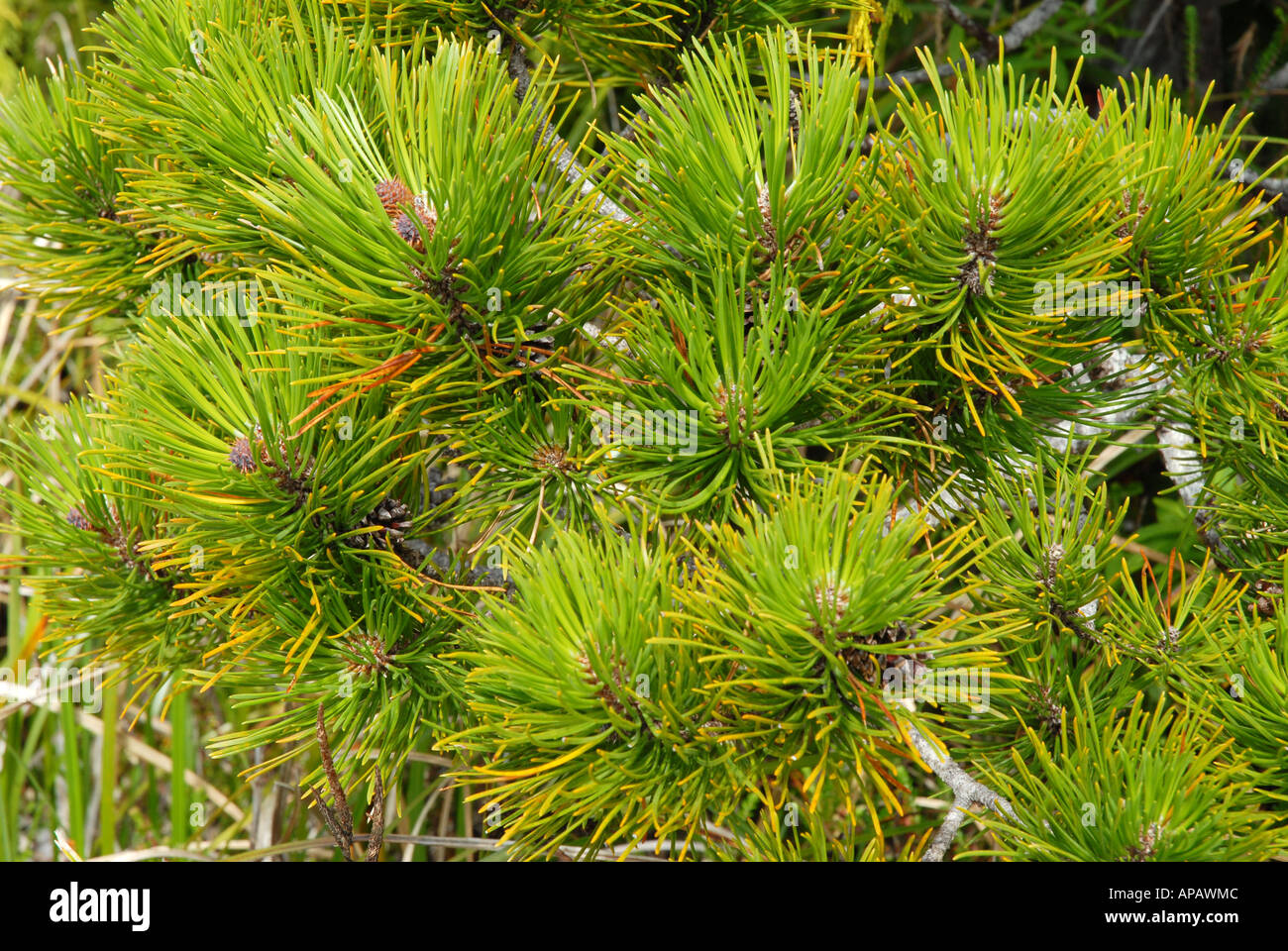 Shore pine pinus contorta contorta hi-res stock photography and images ...