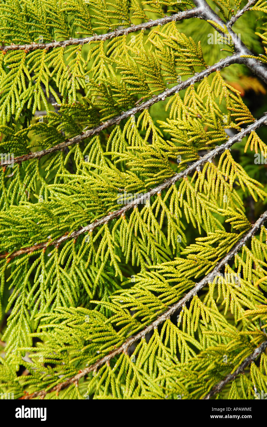 Conifer Leaves