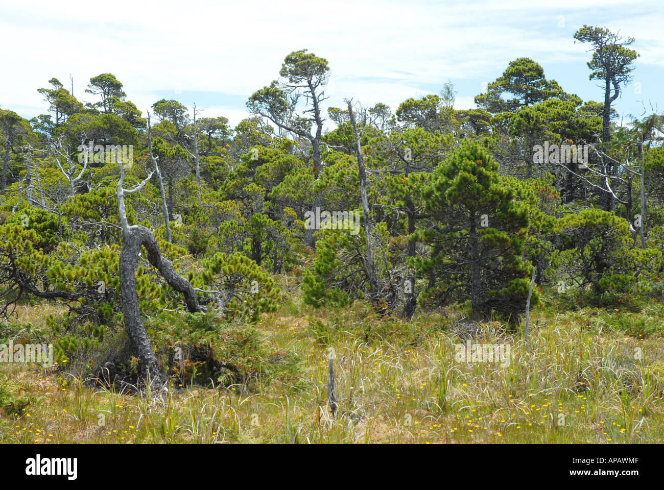 Shore pine pinus contorta contorta hi-res stock photography and images ...