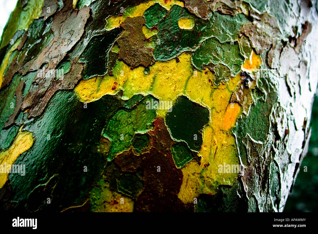 The wet bark of a sycamore tree Stock Photo - Alamy