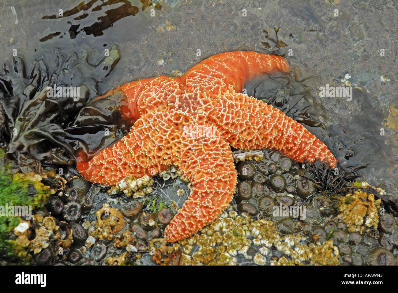 Smooth star fish hi-res stock photography and images - Alamy