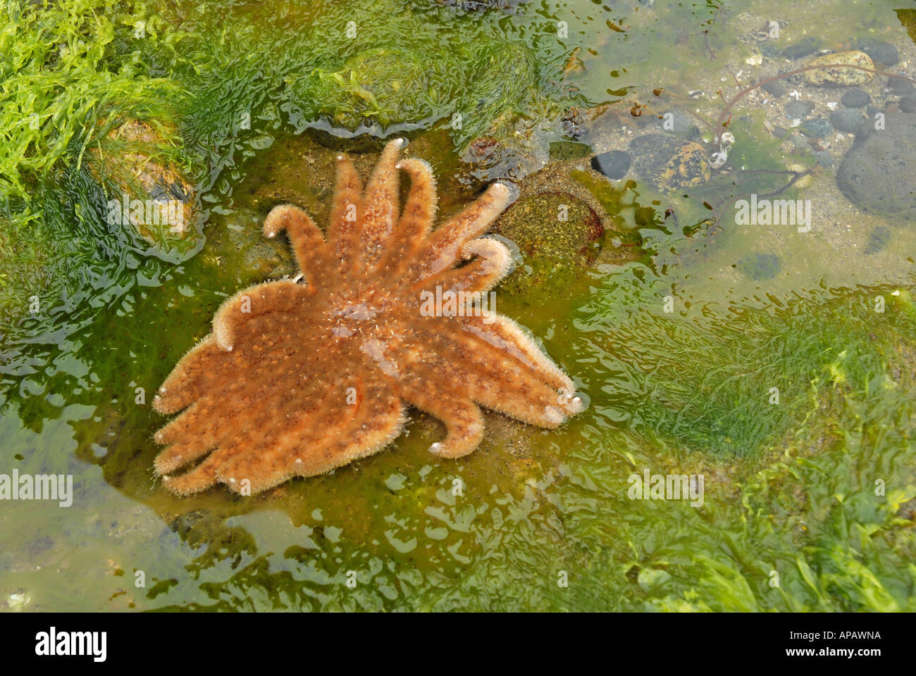 Crossaster papposus pacific hi-res stock photography and images - Alamy