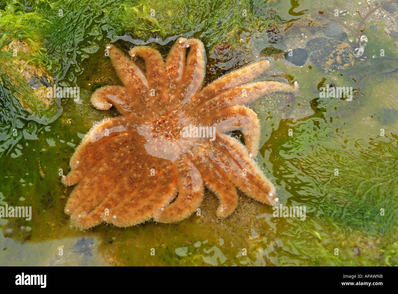 Crossaster papposus national hi-res stock photography and images - Alamy