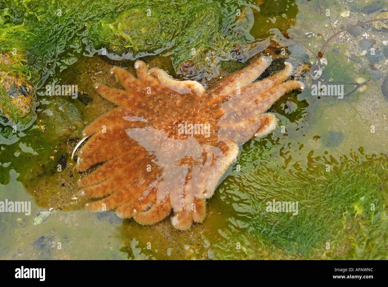 Crossaster papposus national hi-res stock photography and images - Alamy