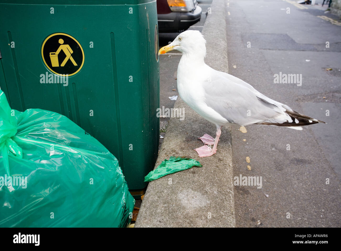 Large seagull eating rubbish, Salcombe, Devon, England Stock Photo - Alamy