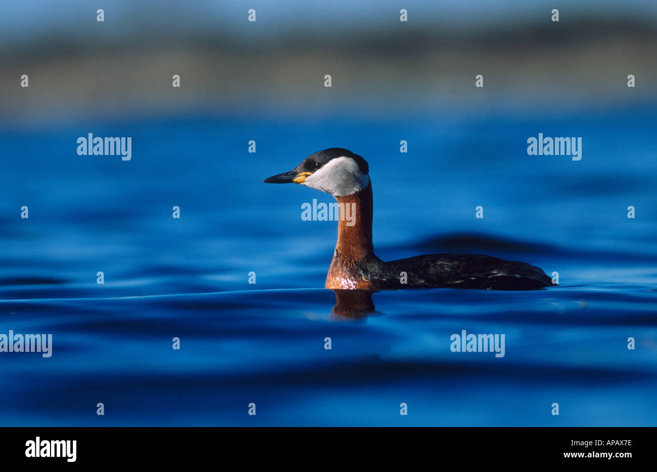Red necked grebe portrait hi-res stock photography and images - Alamy