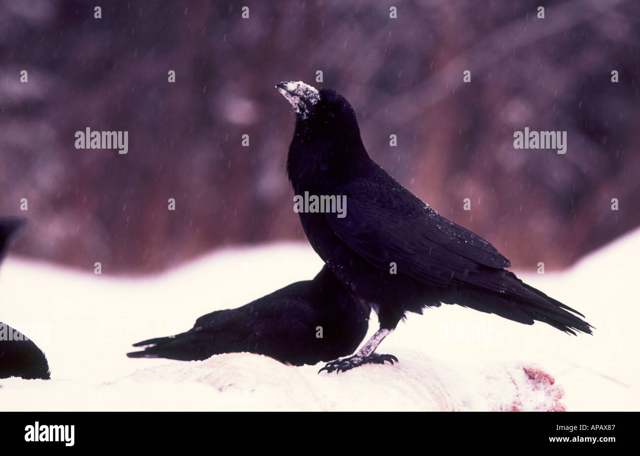 Raven on carcass Stock Photo - Alamy