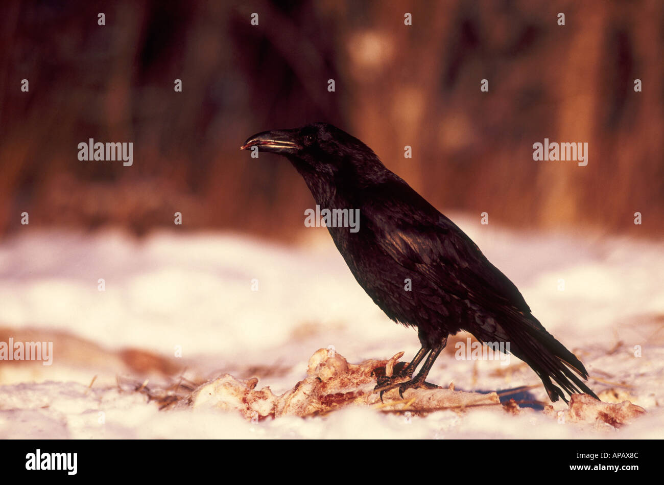 Raven on carcass Stock Photo - Alamy