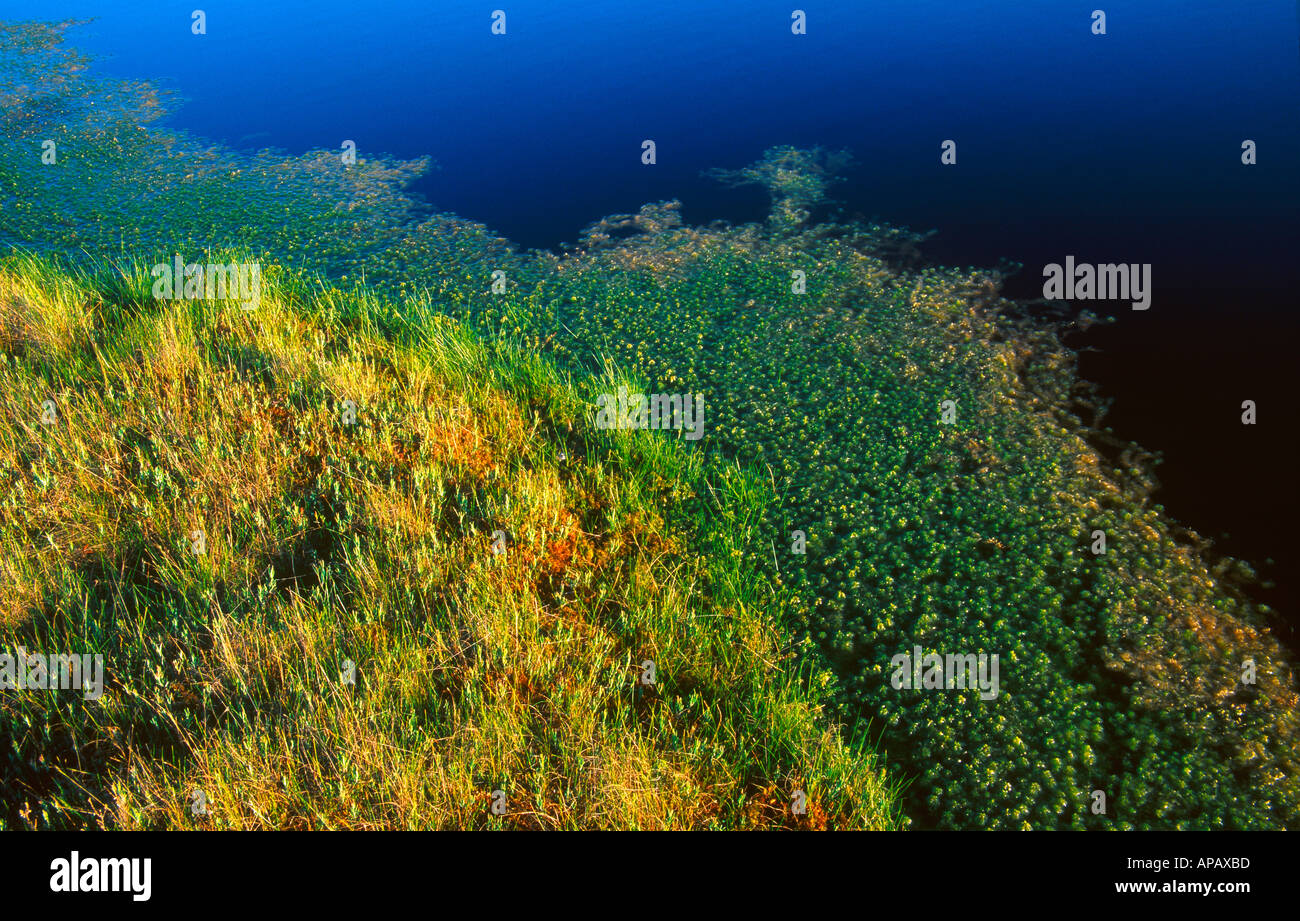 Vegetation at the edge of a bog pool Stock Photo - Alamy