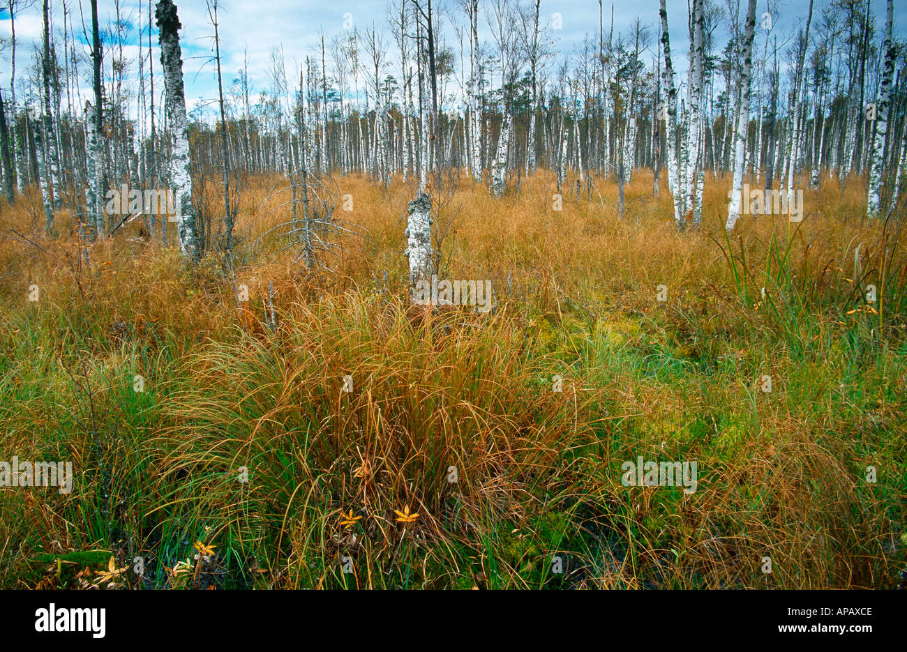 Transitional mire hi-res stock photography and images - Alamy