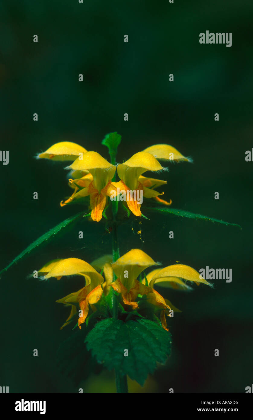Yellow Archangel in flower Stock Photo - Alamy