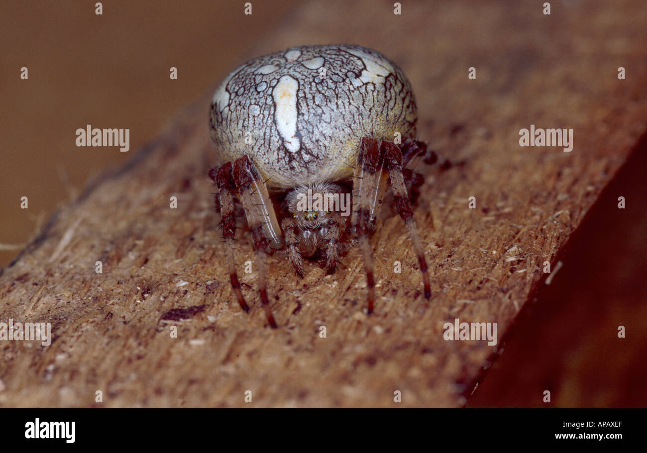 Female Common Cross Spider Stock Photo - Alamy