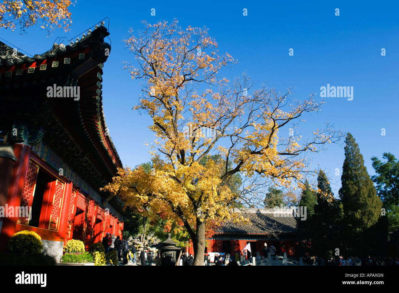 autumn colours at a temple in Fragrant Hills Park in the Western Hills ...