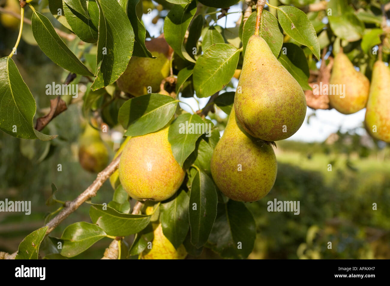 Fruit farm devon hi-res stock photography and images - Alamy