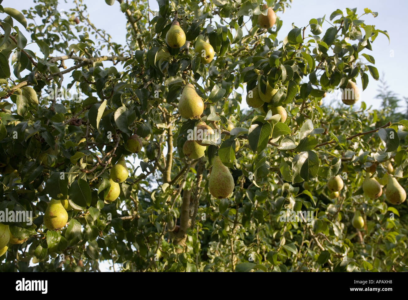 Old english pears hi-res stock photography and images - Alamy