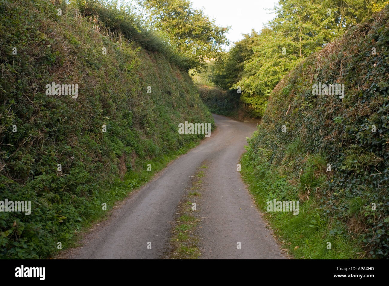 Narrow country lane devon hi-res stock photography and images - Alamy