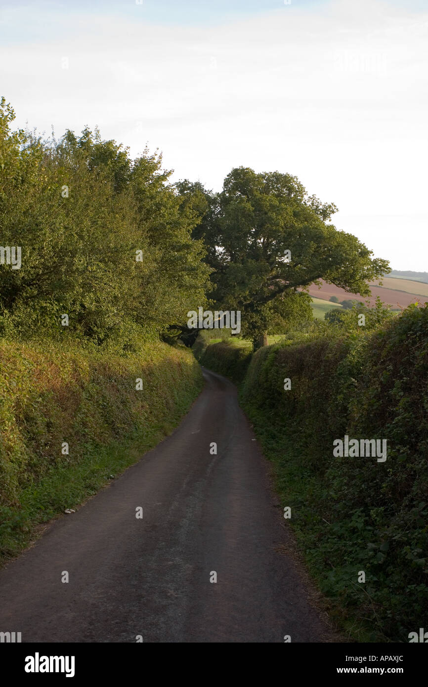 Devon country lane hi-res stock photography and images - Alamy