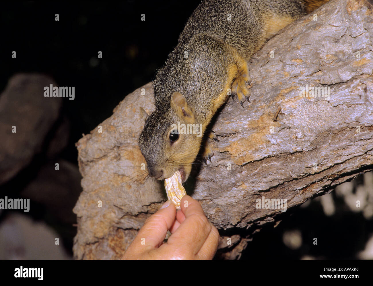 Fox Squirrel, Sciurus Niger - gets a peanut hand fed Stock Photo - Alamy