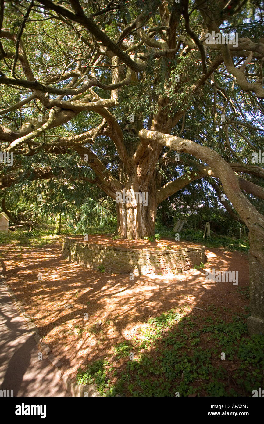 Yew tree stoke gabriel hi-res stock photography and images - Alamy