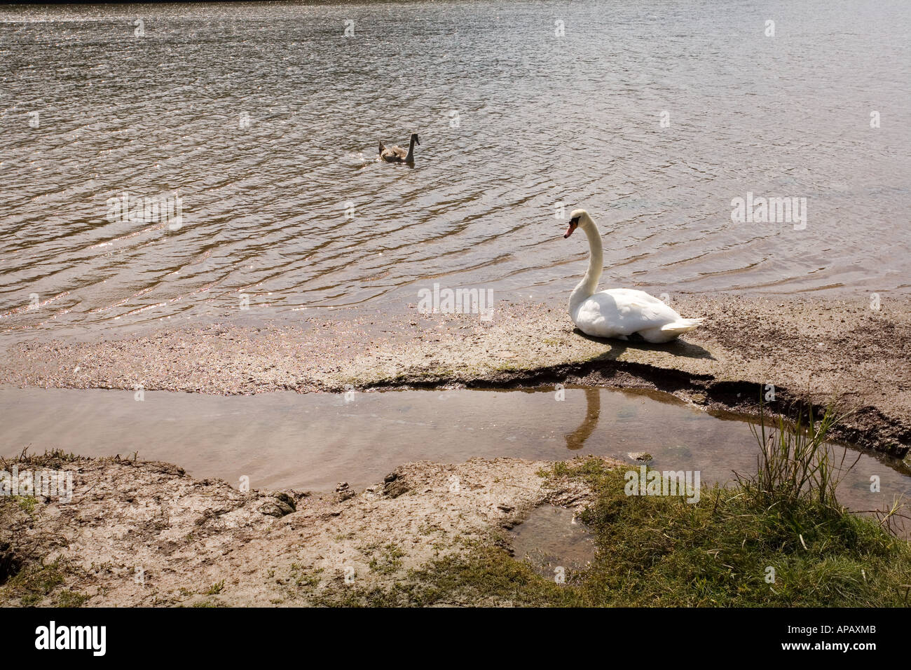 Swans on the river at stoke gabriel hi-res stock photography and images ...