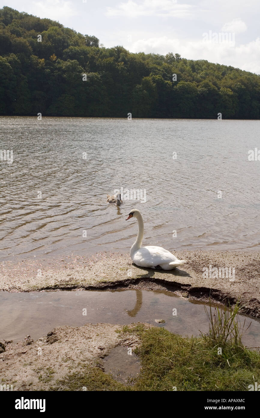 Swans on the river at stoke gabriel hi-res stock photography and images ...