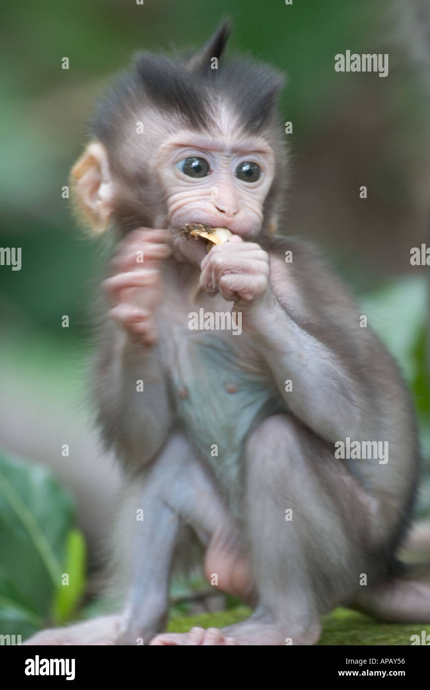 Monkey rocker hi-res stock photography and images - Alamy