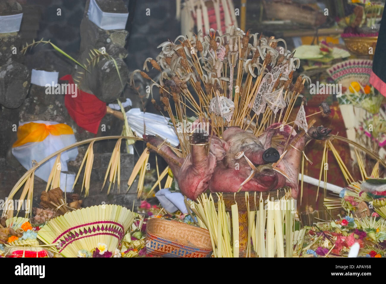 The lord of the flies pig hi-res stock photography and images - Alamy