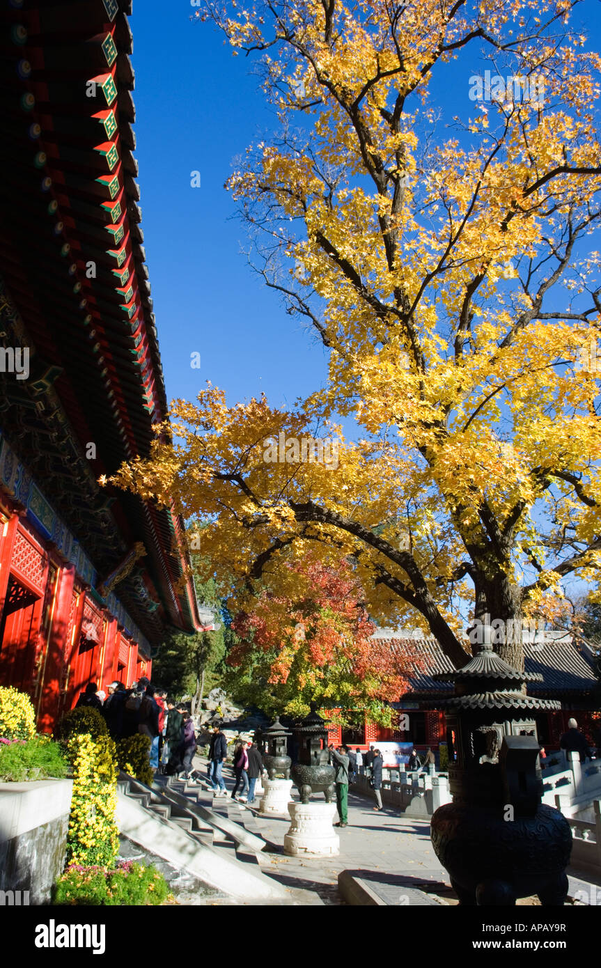 autumn colours at a temple in Fragrant Hills Park in the Western Hills ...