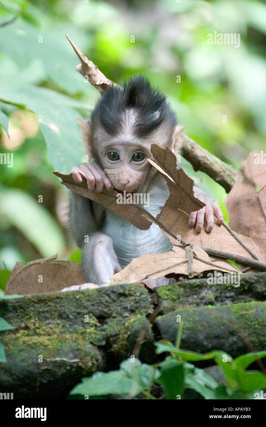 Monkey rocker hi-res stock photography and images - Alamy