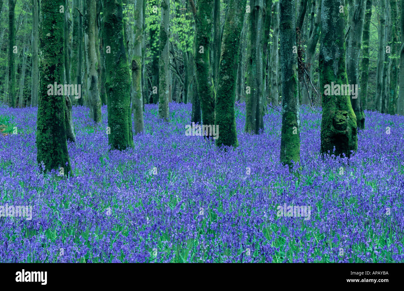 Bluebell Wood, Dorset, England, UK Stock Photo - Alamy