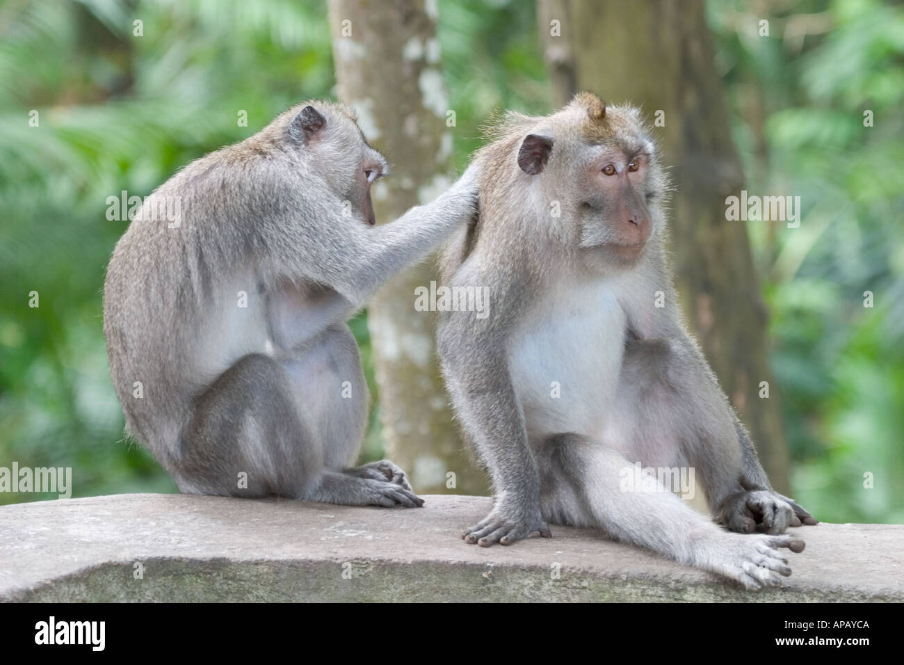 Mating monkeys hi-res stock photography and images - Alamy