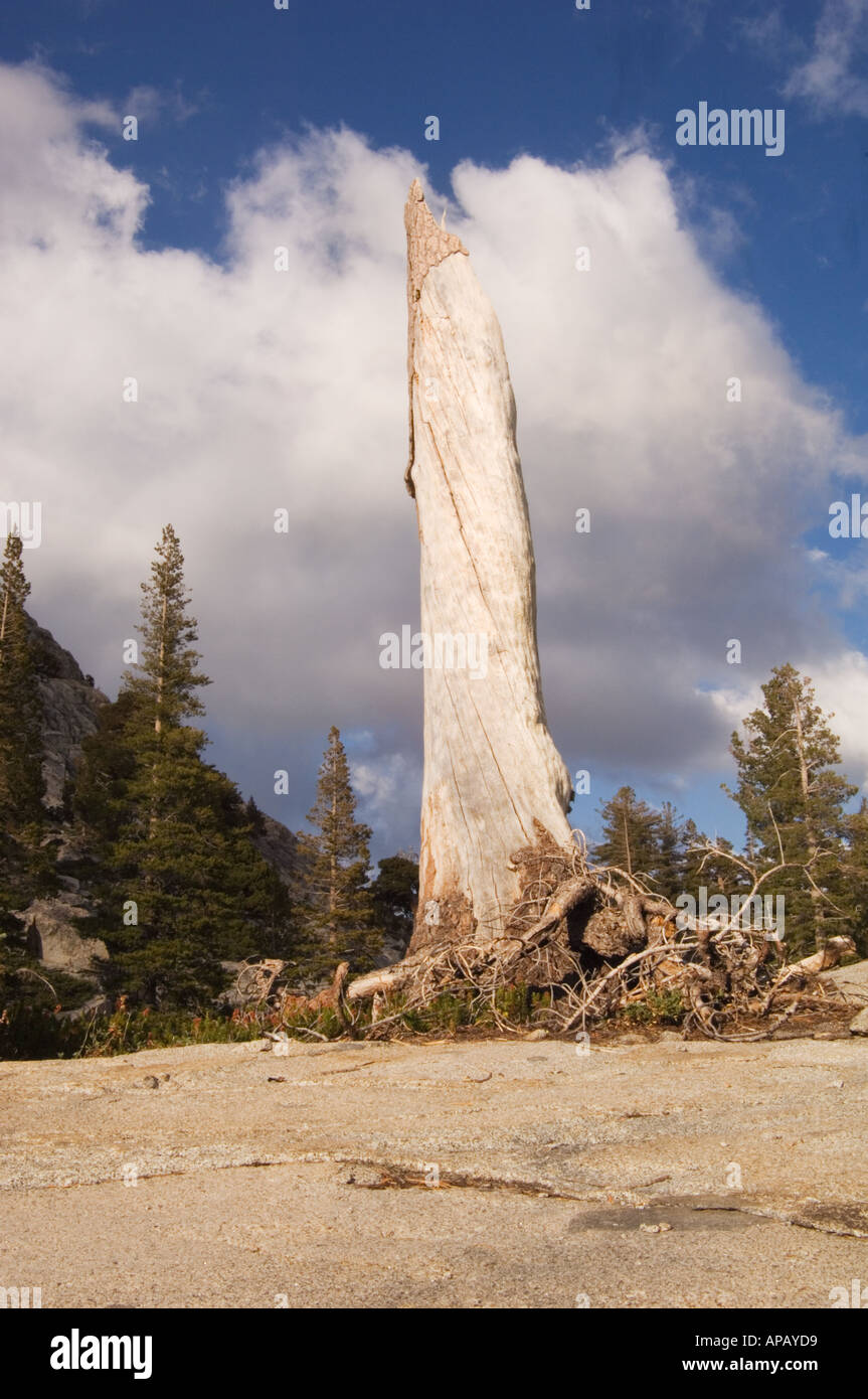 Snag tall tree stump hi-res stock photography and images - Alamy