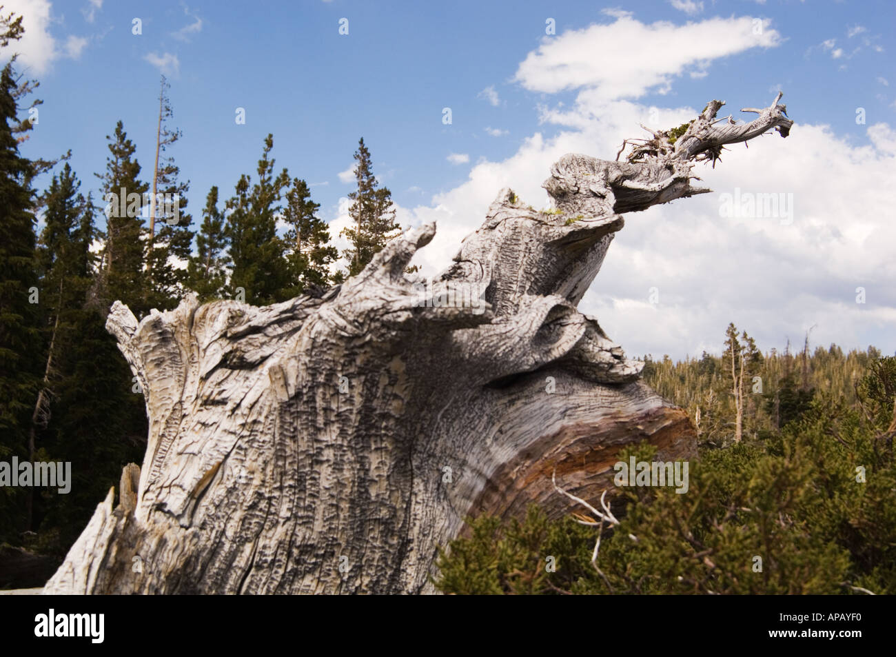 Old snag hi-res stock photography and images - Alamy