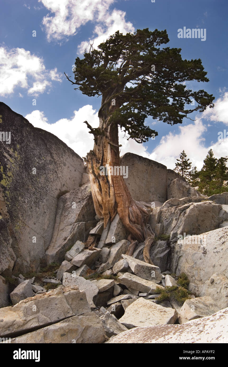 old weathered gnarled conifer tree growing out of a pile of granite in ...