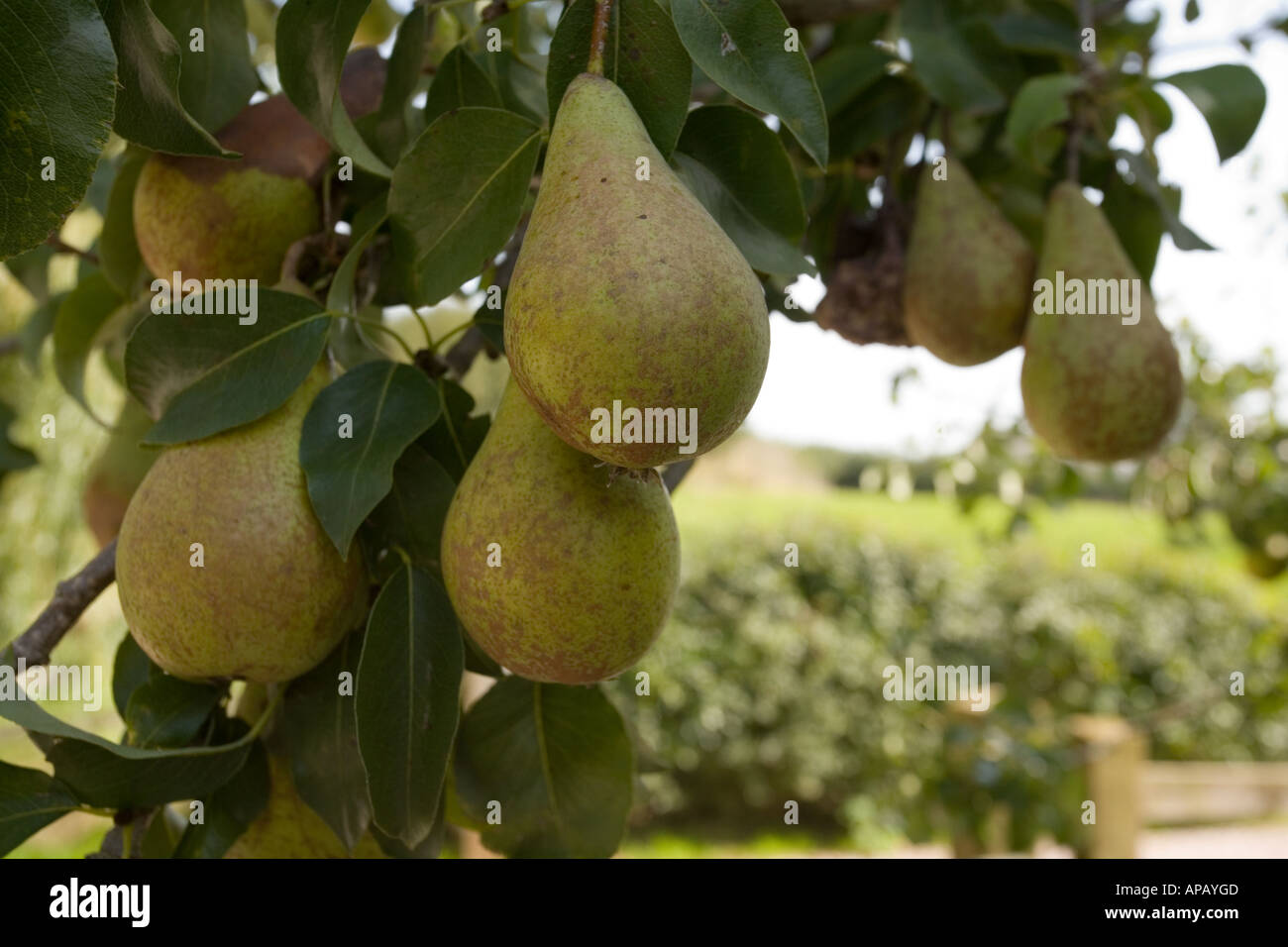 Old english pear hi-res stock photography and images - Alamy