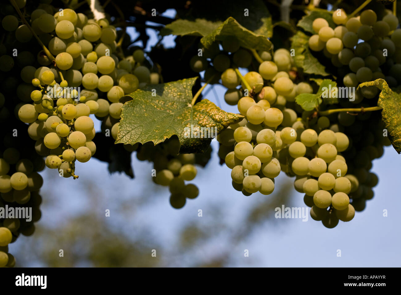 Bunches of white Concord grapes ripening on the vine Stock Photo - Alamy
