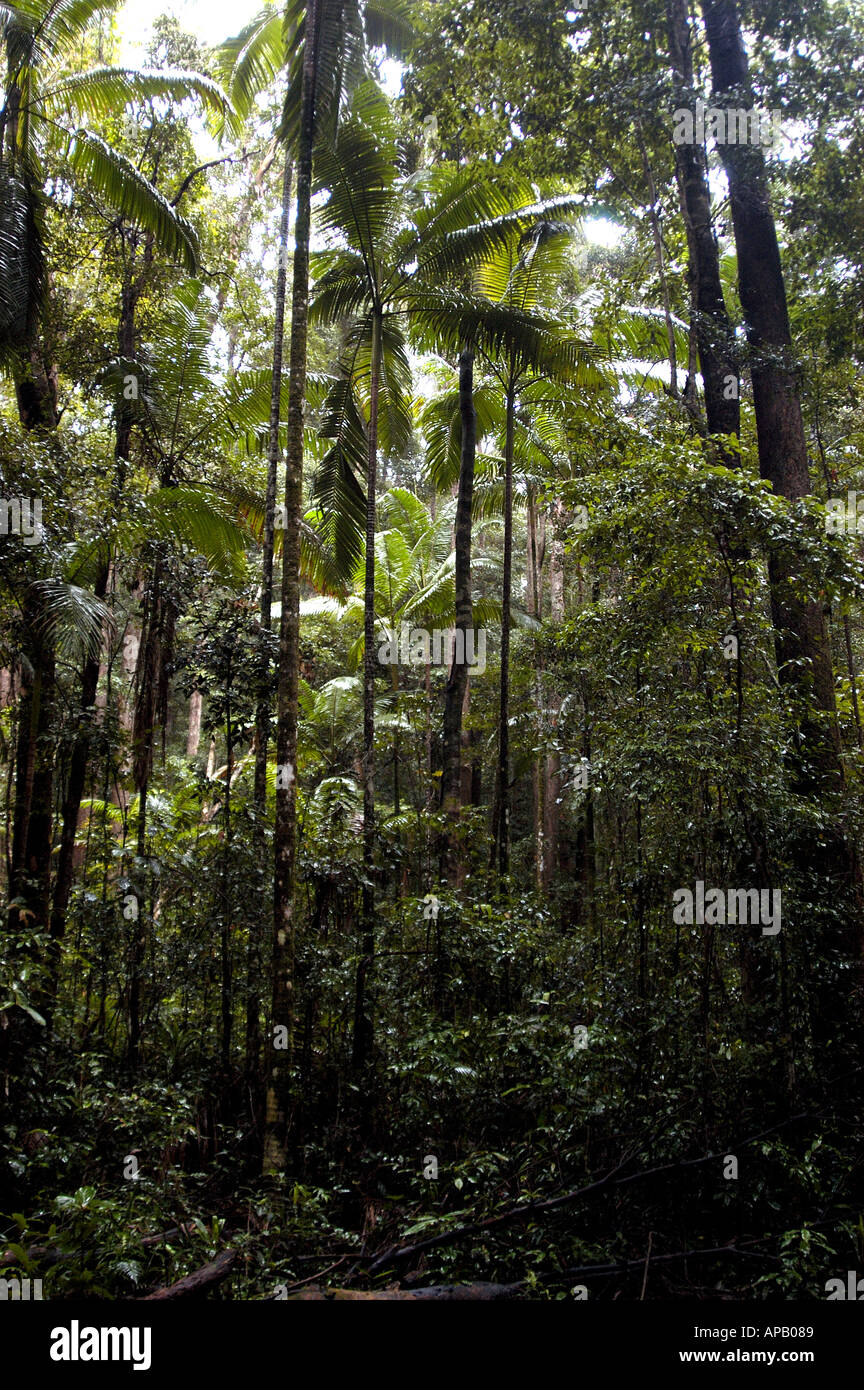 Scribbly gum tree hi-res stock photography and images - Alamy