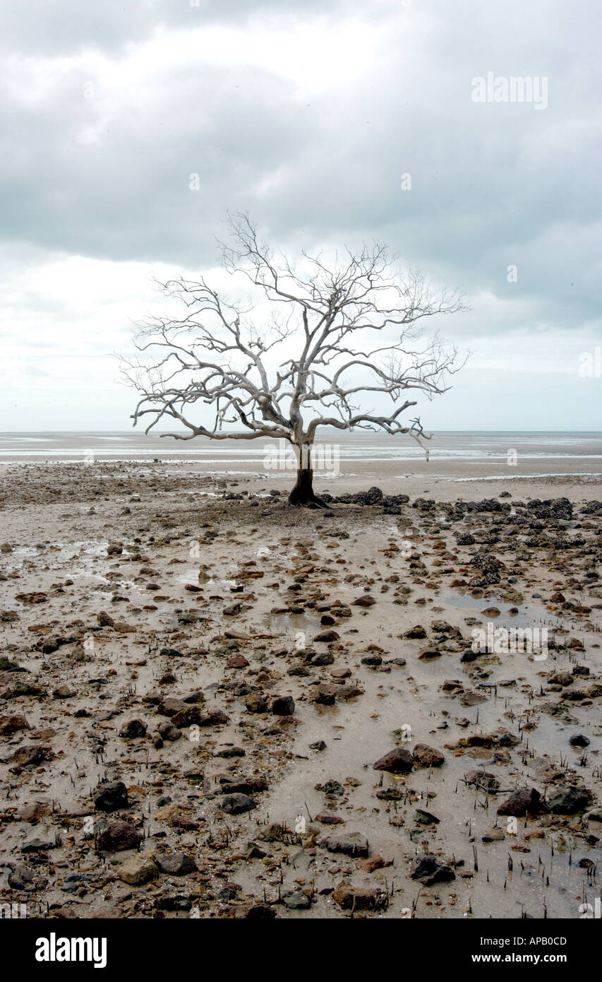 Dead mangroves australia hi-res stock photography and images - Alamy