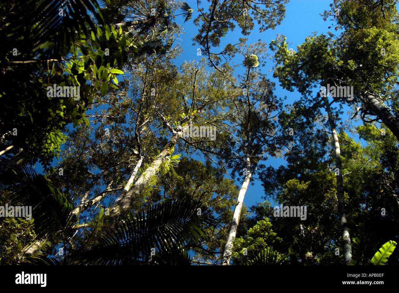 Palms, Pines and Cedar trees at Eungella National Park also known as ...